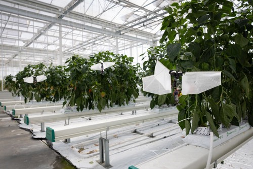 Flappy: innovatieve plaagbestrijding met drones in verticale tuinbouw ...