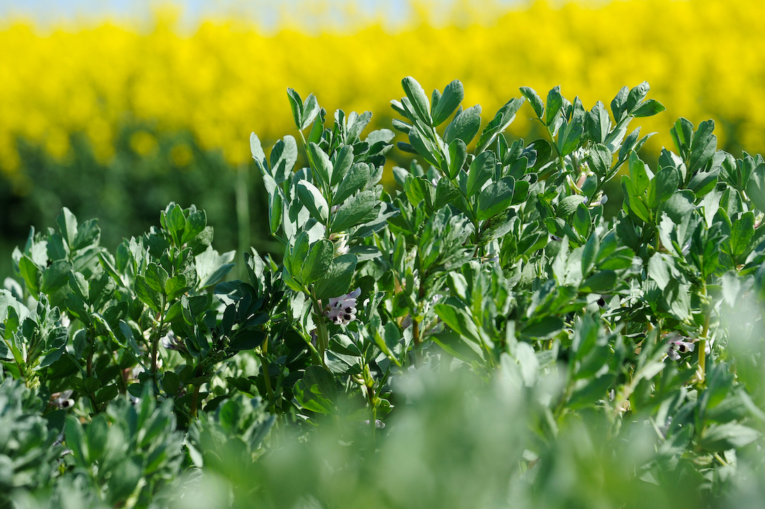 Eiwitrijke veldboon als duurzaam voedingsmiddel | Feike van der Leij ...