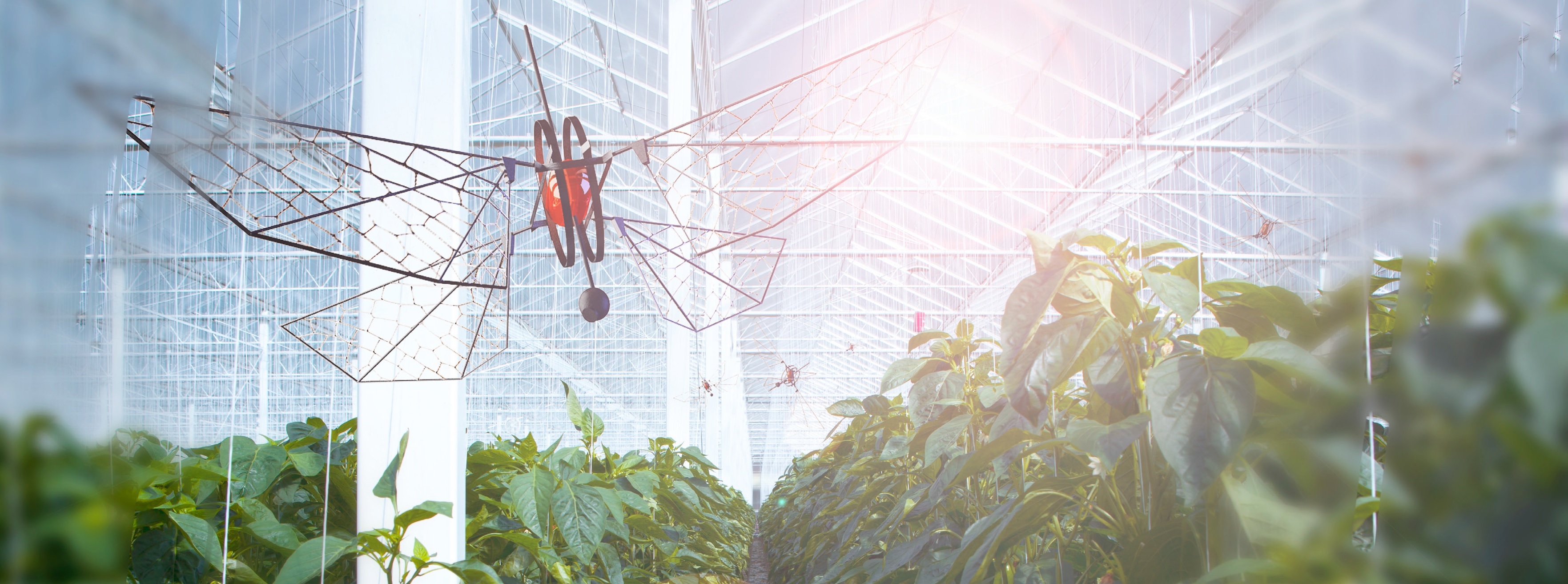 Flappy: innovatieve plaagbestrijding met drones in verticale tuinbouw ...